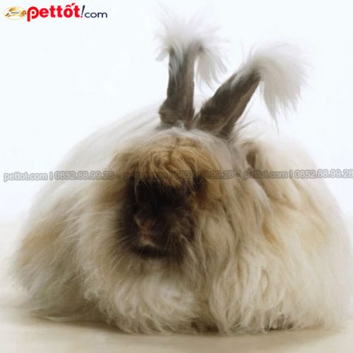 Cách chăm sóc Thỏ Angora khổng lồ để thỏ luôn khỏe mạnh + PET TỐT